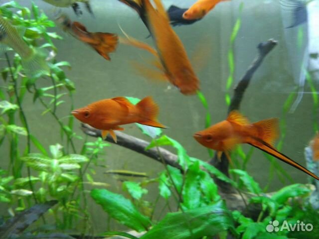 Меченосцы красные самцы