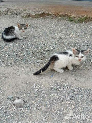 Котята В добрые руки бесплатно