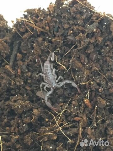 Скорпионы euscorpius italicus