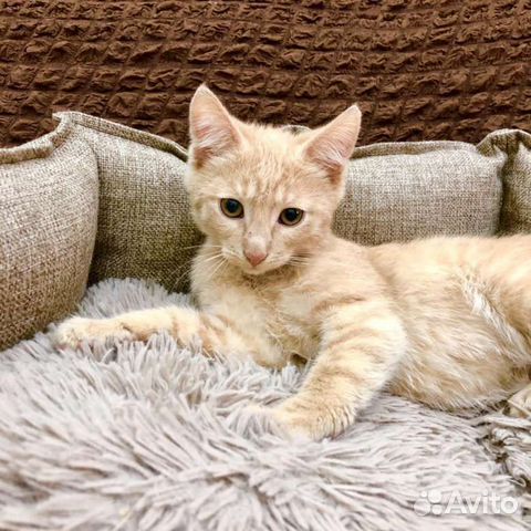 Котенок девочка 3.5мес