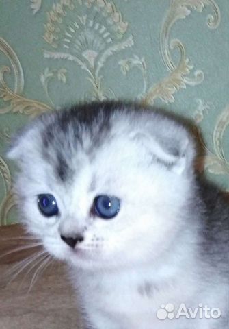 Шотландская вислоухая красавица
