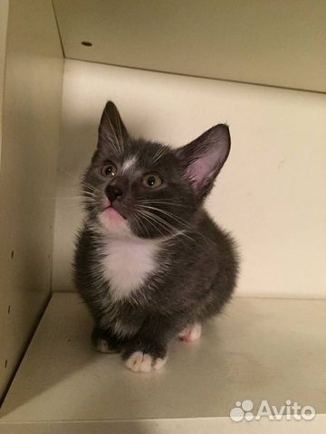 Котята бобтейлеры бесплатно в добрые руки