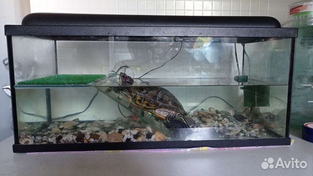 Красноухая черепаха с аквариумом