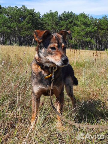 Собачка Дина в добрые руки