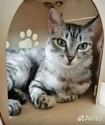 Невероятная кошечка Пиппа