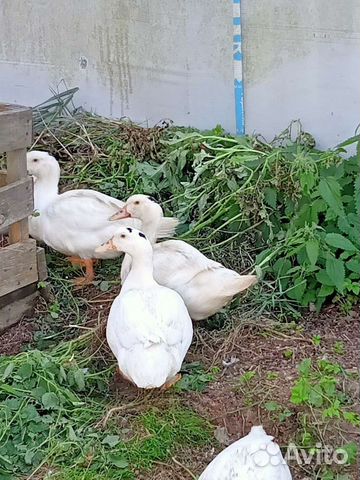 Утки муларды