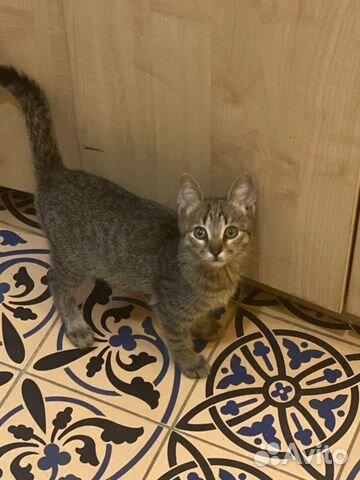Кошка