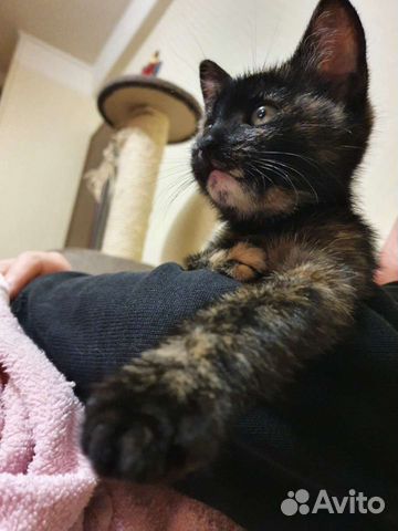 Котенок девочка