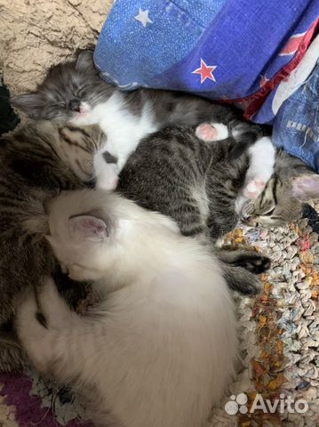 Котята