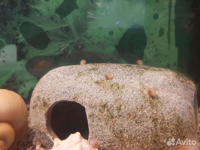 Улитки ампулярии