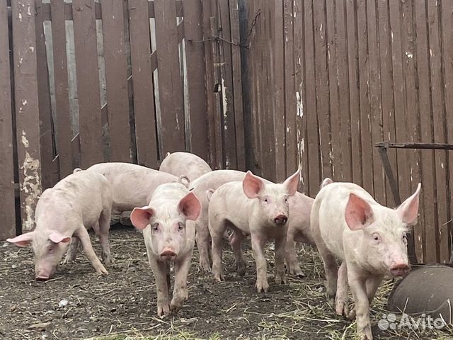 Поросята ландрас