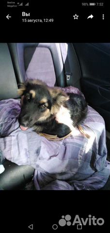 Собака в добрые руки щенок