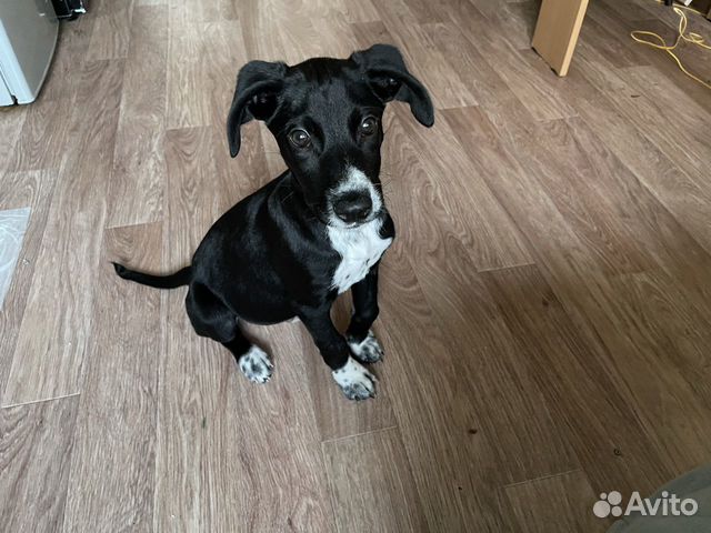 Щенок в добрые руки