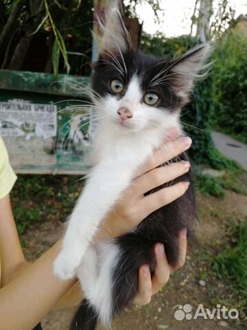 Мурчащее чудо ищет семью