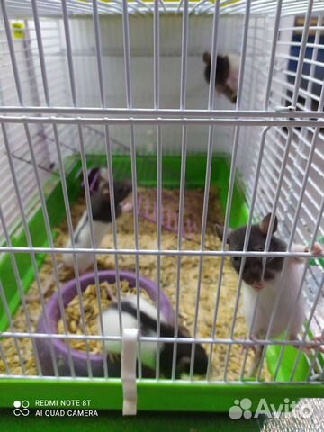 Крысята дамбо