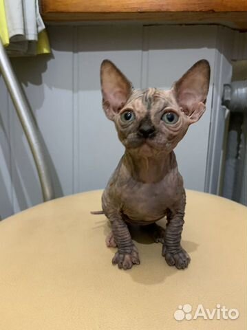 Канадский сфинкс