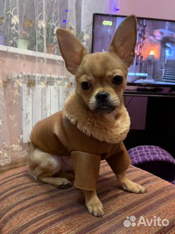 Вязка чихуа мальчик