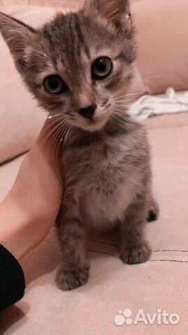 Котёнок, отдам в хорошие руки