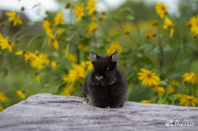 Кролик девочка, черный оттер, 1 год, 1 кг