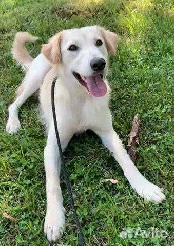 Щенок Бейлис - красотка цвета крем-брюле