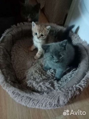 Шотландские котятки