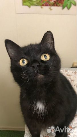 Кошка, метис Британки