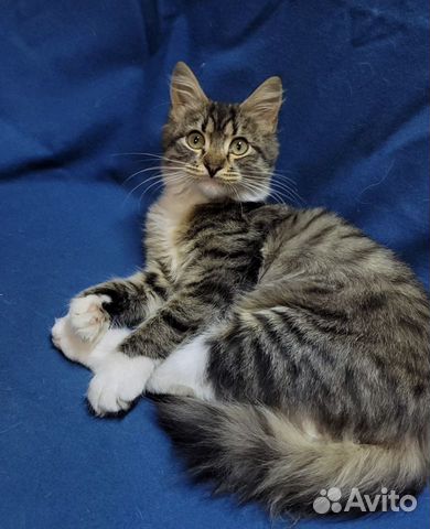 Очаровательная малышка котенок Ляля 3 месяца в дар