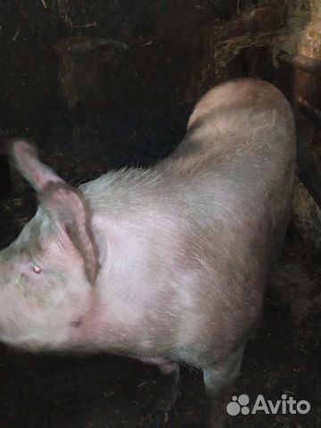 Свиноматка