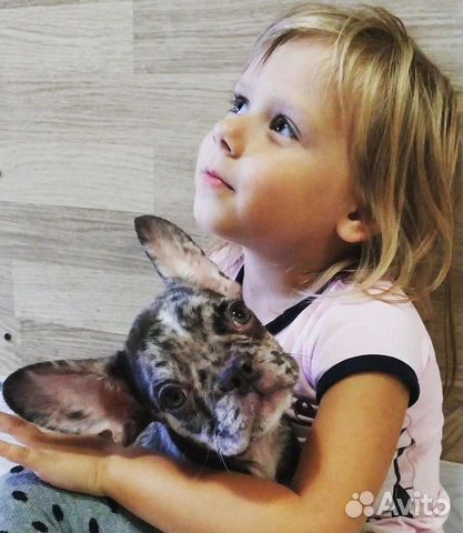 Мальчики мерль