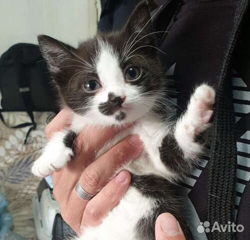 Милейший котëночек