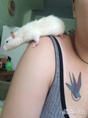 Сиамский крыс