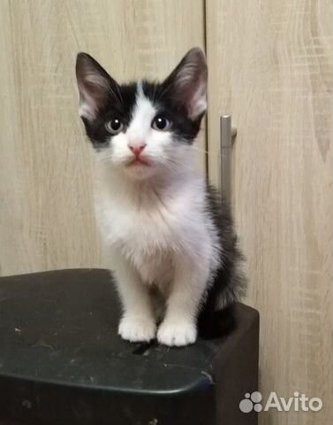 Мальчик и девочка, 2 мес