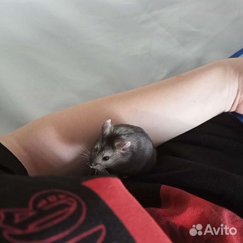 Хомячки кэмпбелла