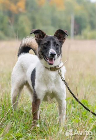 Гладкошерстный фокстерьер фенотип Генри в дар