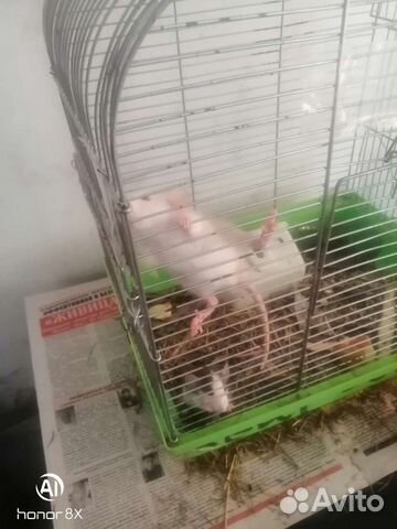 Крысы бесплатно