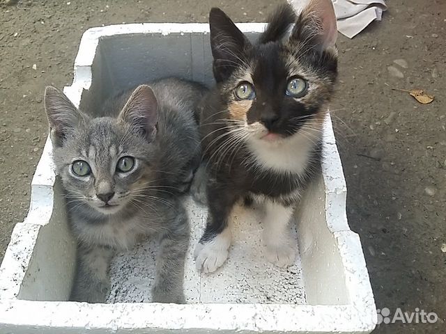 Котятки