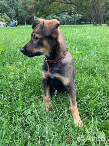 Щенок в добрые руки