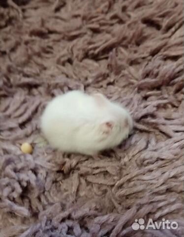 Хомяки джунгарики