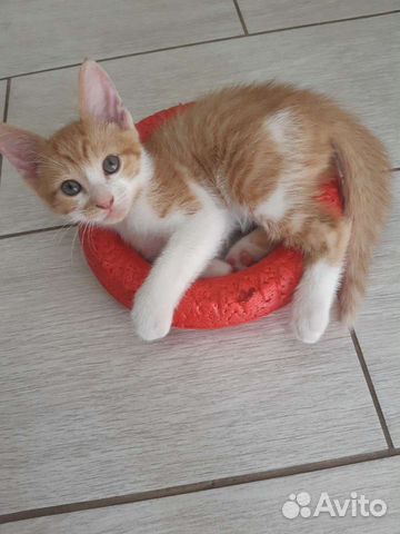 Рыжий котенок в добрые руки