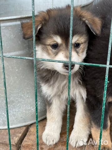 Щенок в добрые руки