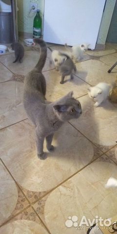 Домашние животные кошки