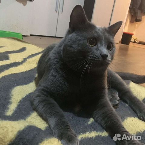 Котик британец ищет кошечку