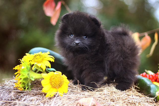 Шикарный щенок померанский шпиц мальчик