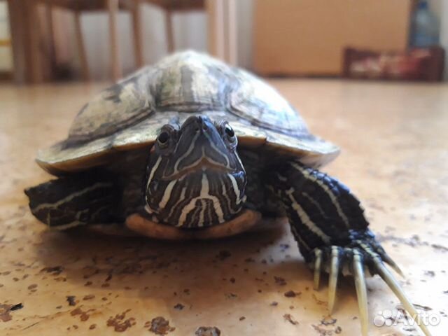 Продам красноухую черепаху