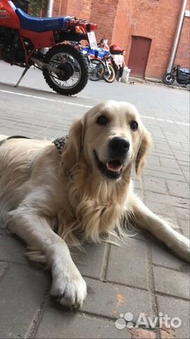 Золотистый ретривер кобель для вязки