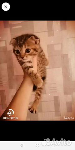 Вислоухие котята
