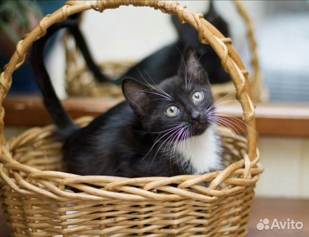 Милый котенок Маркизик 2 месяца в добрые руки