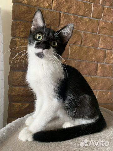 Котенок мальчик бесплатно