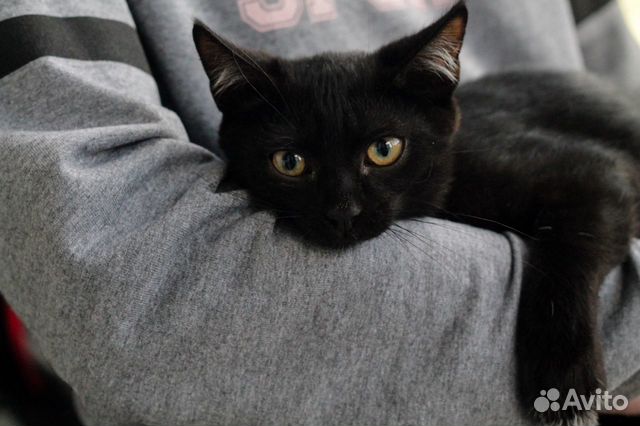 Котенок Балу в дар