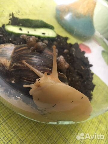 Малыши ахатины